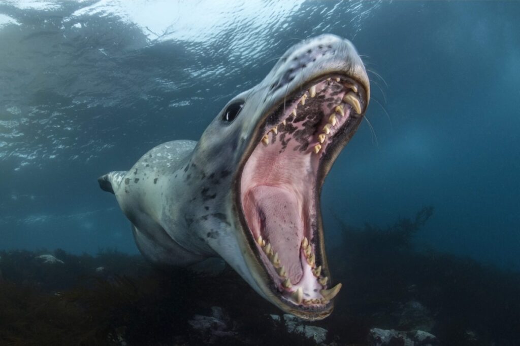 Inspiring Images from the Ocean Photographer of the Year Contest