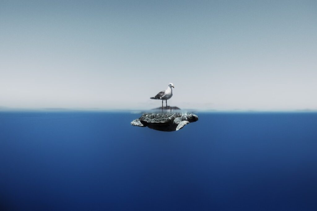 Amazing Finalists of the 2024 Ocean Photographer of the Year Contest ...