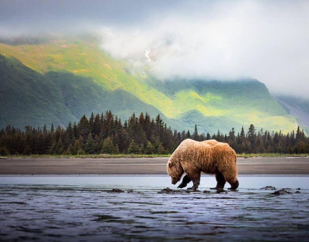 Wildlife Photographer Captures Intimate Photos of Alaska’s Grizzly ...