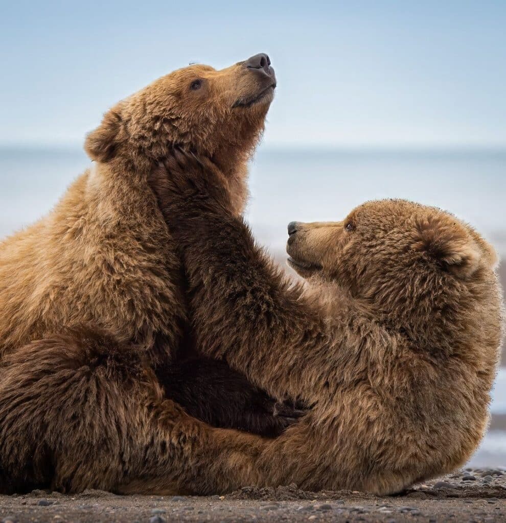 Wildlife Photographer Captures Intimate Photos of Alaska’s Grizzly ...