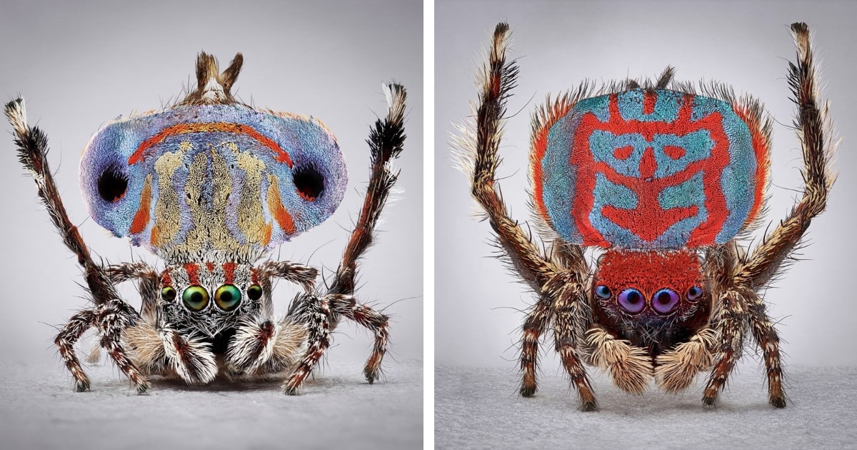 Monumental Photos Celebrate Australia's Tiny Peacock Spiders