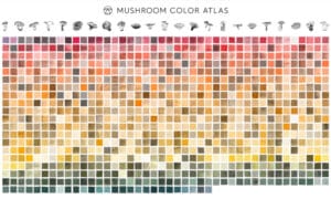 The "Mushroom Color Atlas" Compiles All the Shades of Fungi