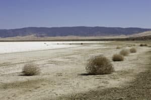 Did You Know Tumbleweeds Are Not Native to North America?