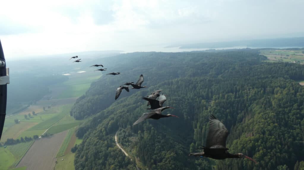 Scientists Take Flight to Help Nearly Extinct Birds Migrate | My Modern Met