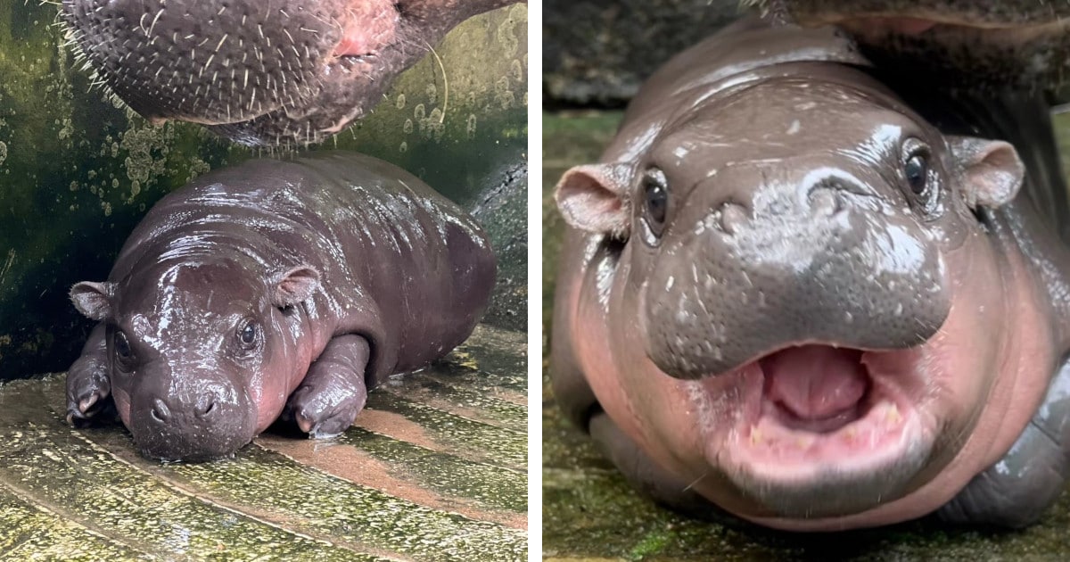 Moo Deng, the Cute Hippo That Has Taken the World by Storm