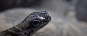 'Scuba Diving' Lizard Uses an Air Bubble to Survive Underwater