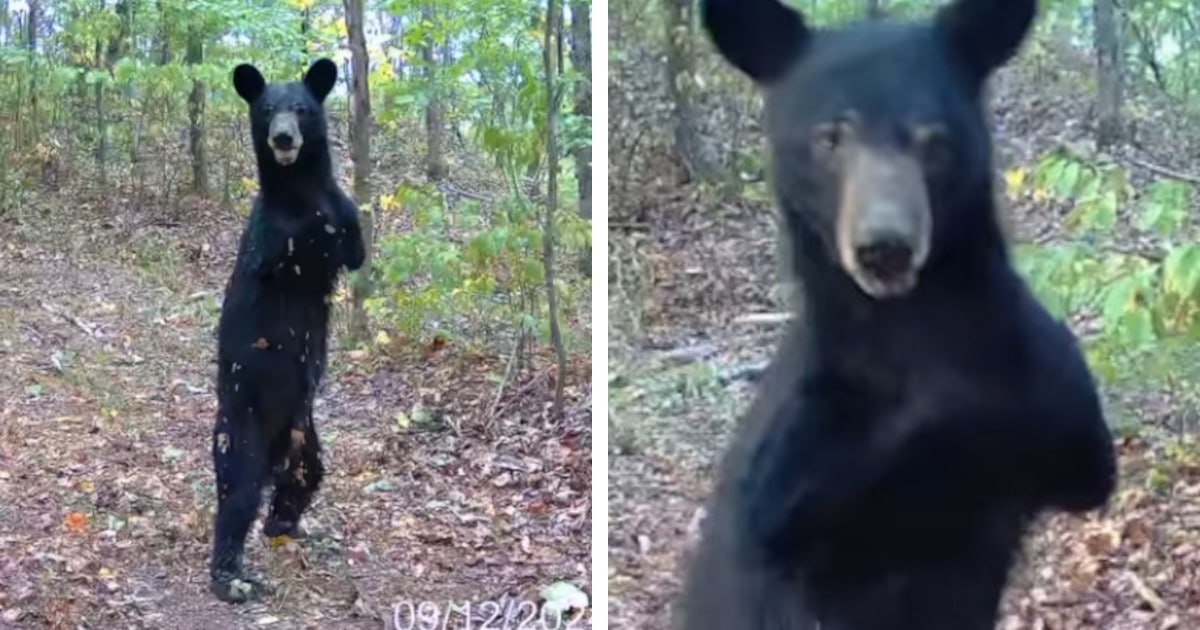 Two-Legged Bear Is Caught Getting Around in West Virginia