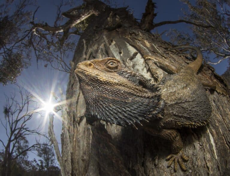 Photo Contest Celebrates the Diversity of Ecology