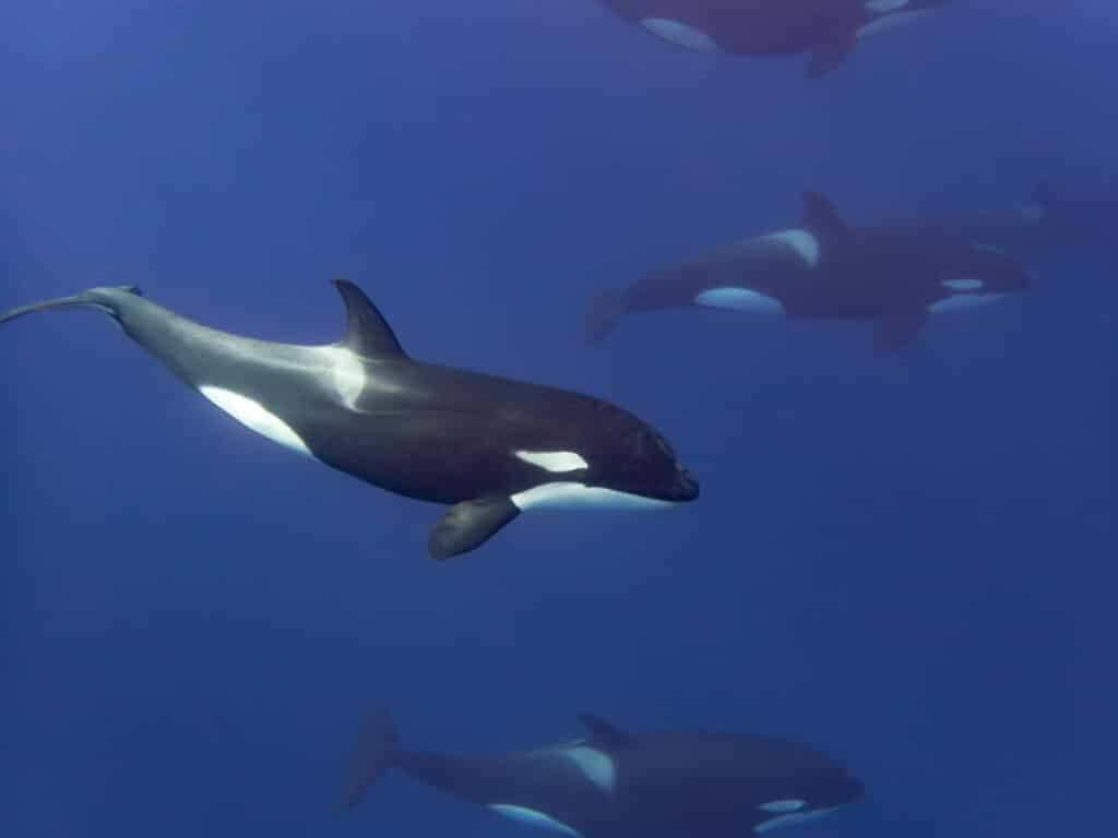 Marine Biologist Photographs Marine Life In The Azores