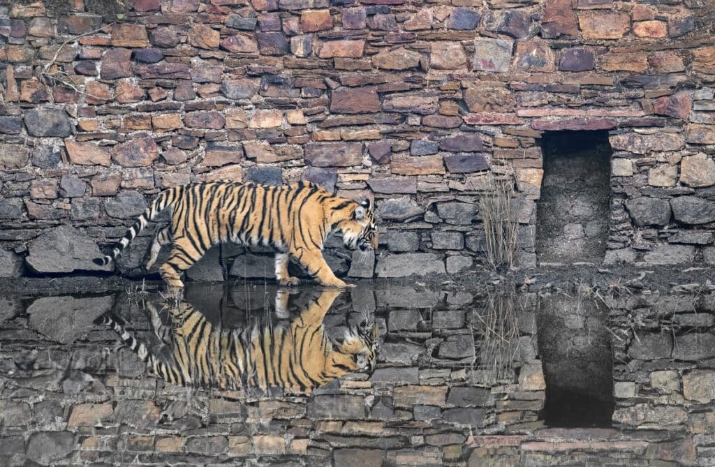 World’s Top Wildlife Photographers Collaborate To Protect Tigers in the ...