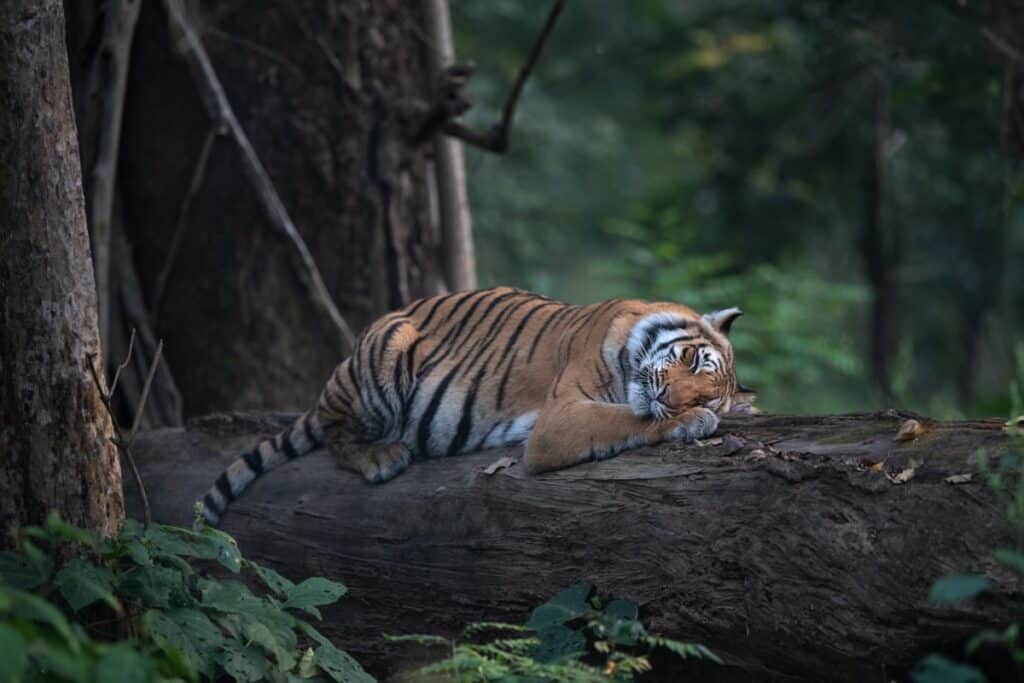 World’s Top Wildlife Photographers Collaborate To Protect Tigers in the ...