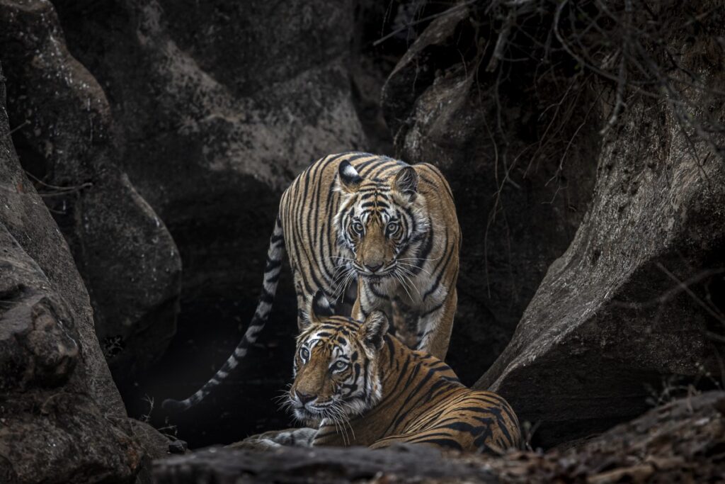 World’s Top Wildlife Photographers Collaborate To Protect Tigers in the ...