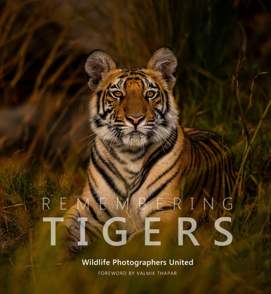 World’s Top Wildlife Photographers Collaborate To Protect Tigers in the ...