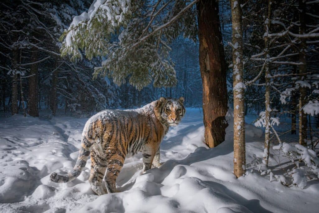 World’s Top Wildlife Photographers Collaborate To Protect Tigers in the ...