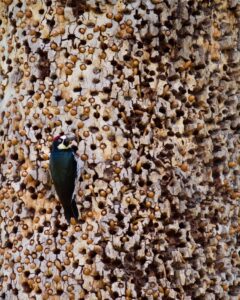 Incredible Woodpeckers Build Storage for Upwards of 50,000 Acorns