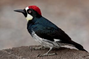 Incredible Woodpeckers Build Storage for Upwards of 50,000 Acorns