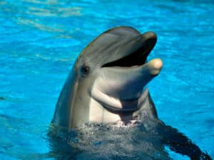 New Study Reveals Dolphins 'Smile' to Signal Playfulness