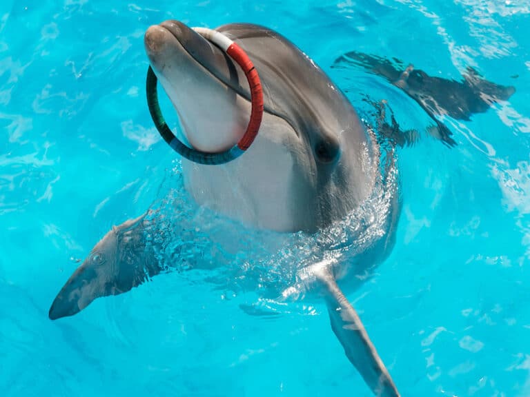 New Study Reveals Dolphins ‘Smile’ to Signal Playfulness | My Modern Met