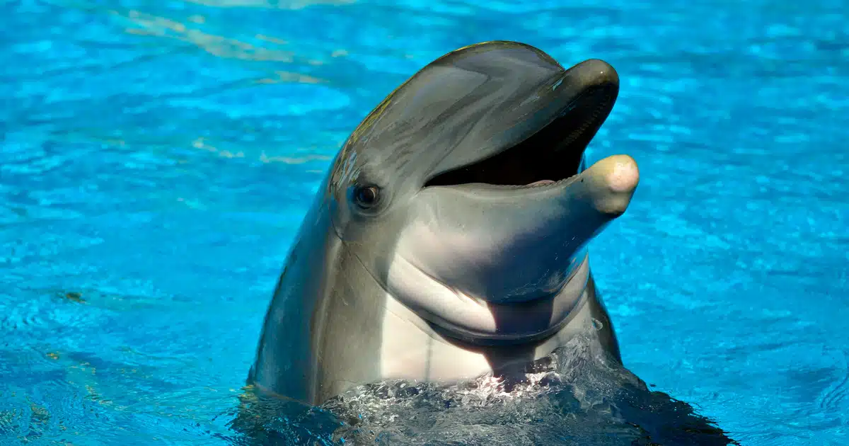 New Study Reveals Dolphins 'Smile' to Signal Playfulness