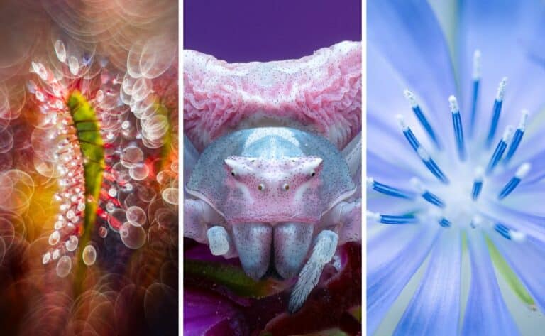 20 Incredible Images from Close-up Photographer of the Year Shortlist