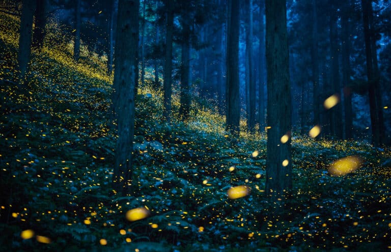 Magical Images of Fireflies Lighting up Japan’s Forests at Night