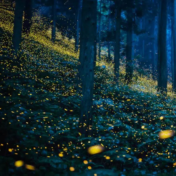 What is the Bokeh Effect? Learn How to Get Baubles in Photos