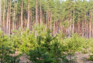 REPLANT Act Implements Nationwide Forest Restoration