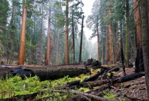 REPLANT Act Implements Nationwide Forest Restoration