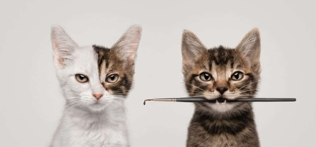 Heartwarming Winners of World's Largest Pet Photography Contest