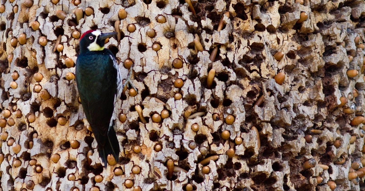 Incredible Woodpeckers Build Storage for Upwards of 50,000 Acorns