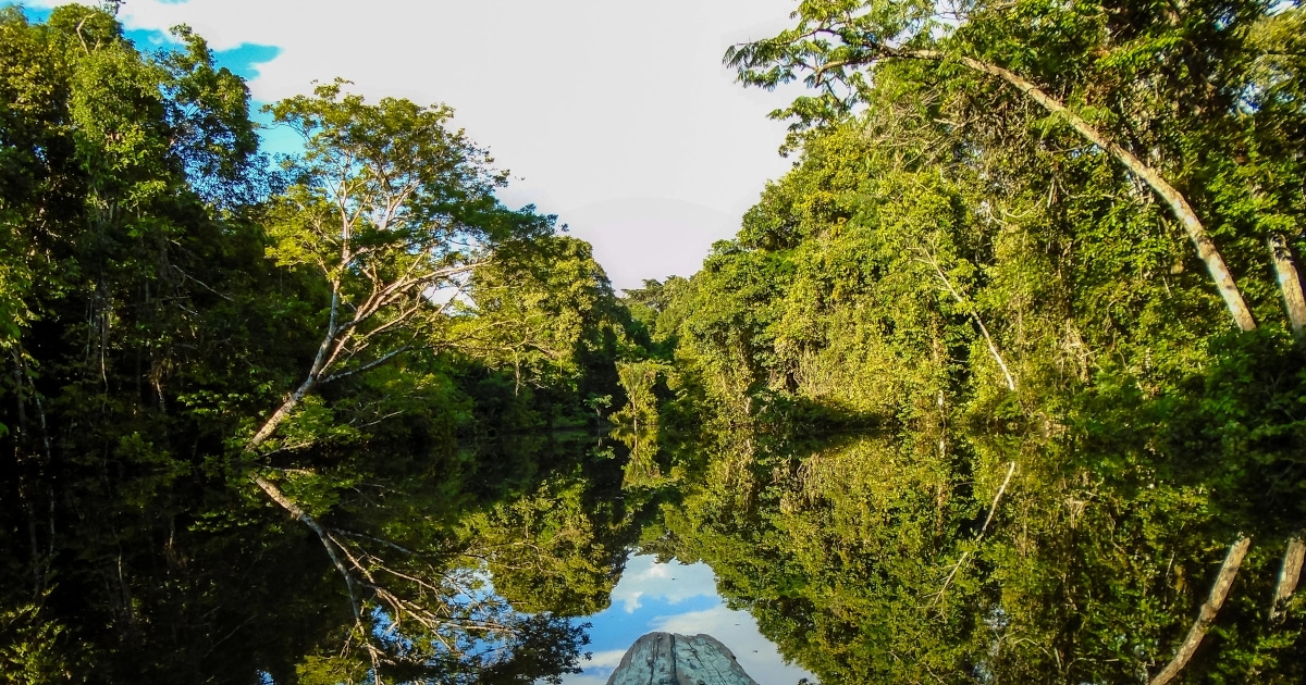Deforestation in the Brazilian Amazon Falls by Over 30%