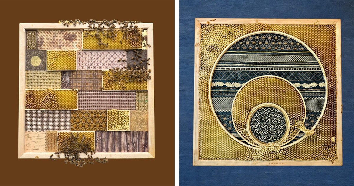 Ava Roth Collaborates with Honeybees to Make Beeswax into Art