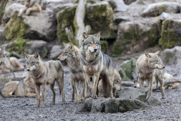 Pack of Gray Wolves Has Been Detected Near California National Park for ...