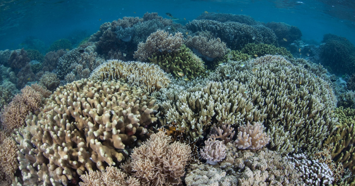 Scientists Find the World’s Largest Coral in the Solomon Islands