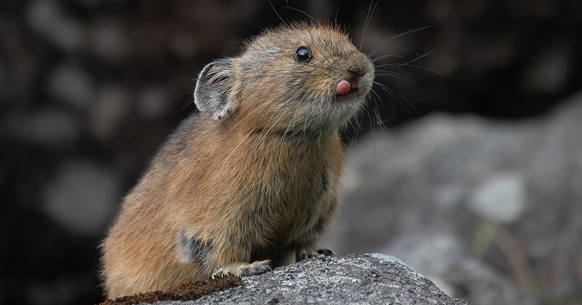 Photographer Captures Cute Japanese Pika With Its Tongue Out