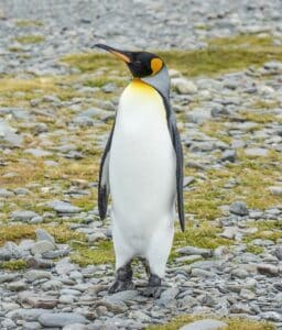 Exceptionally Rare All-Black Penguin Caught on Camera by Wildlife ...