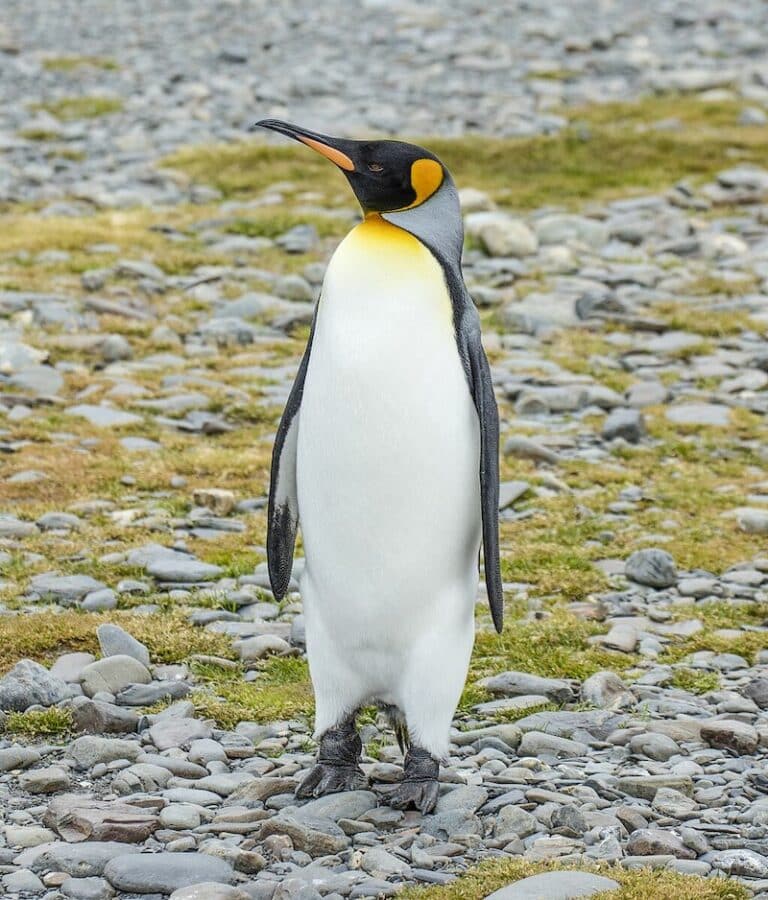 Exceptionally Rare All-Black Penguin Caught on Camera