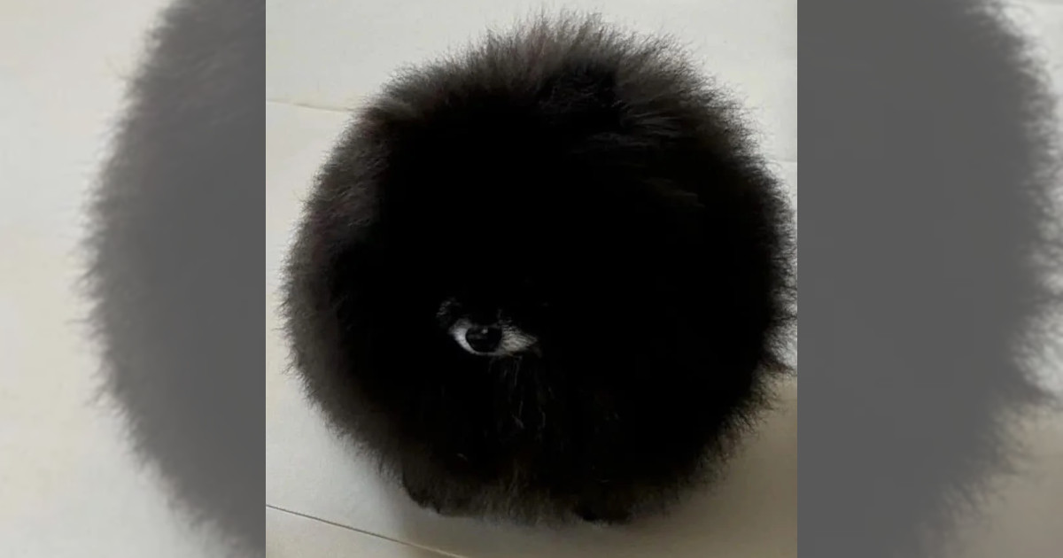 This One-Eyed Creature Proves There’s More Than Meets the Eye