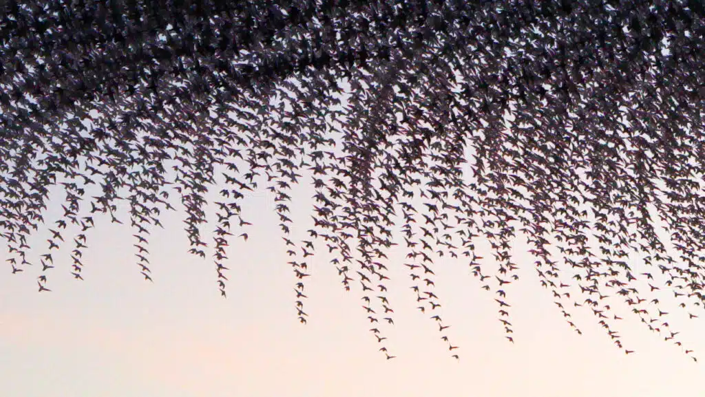 Photographer Documents the Mesmerizing Movements of Bird Murmurations in England | My Modern Met