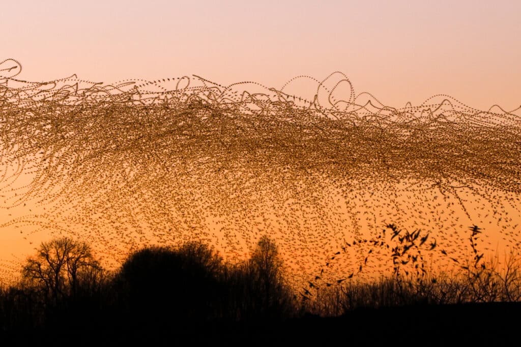Photographer Documents the Mesmerizing Movements of Bird Murmurations ...