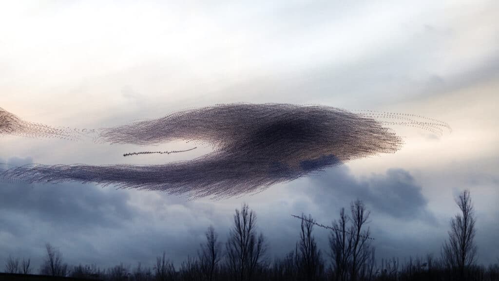 Photos Capture the Mesmerizing Movements of Bird Murmurations