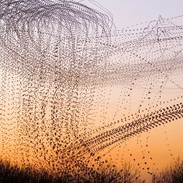 What is the Bokeh Effect? Learn How to Get Baubles in Photos