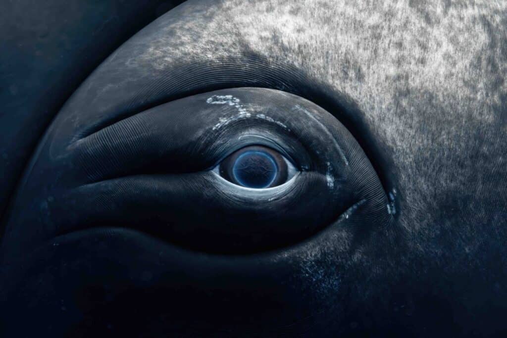 Up-Close Photos of Whale Eyes and Other Intimate Images by a ...