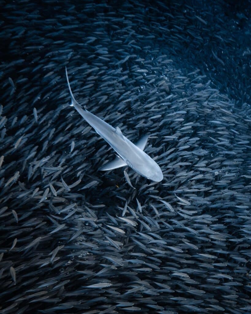 Up-Close Photos of Whale Eyes and Other Intimate Images by a ...