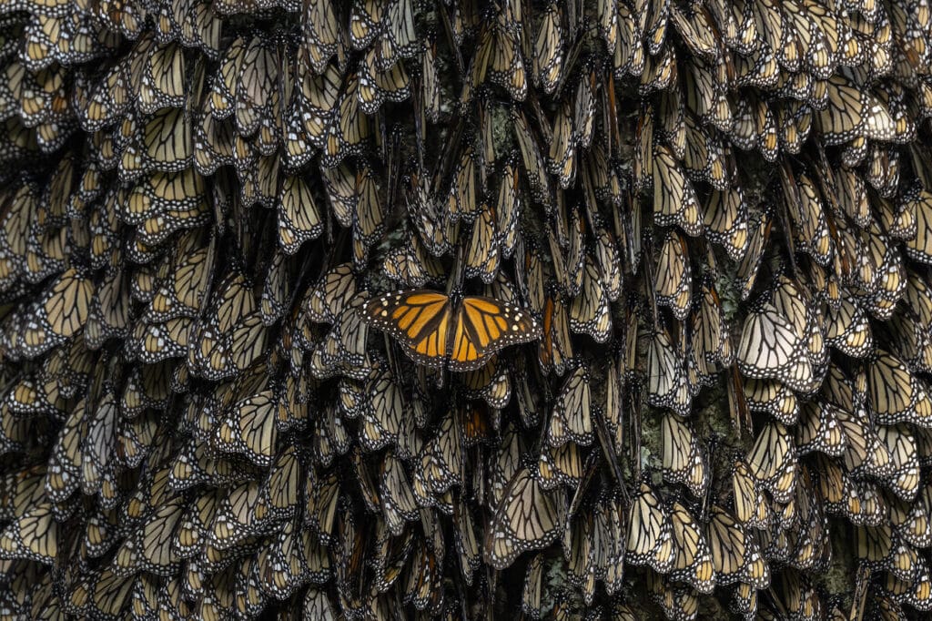 Photos Highlight Importance of Monarch Butterfly Conservation