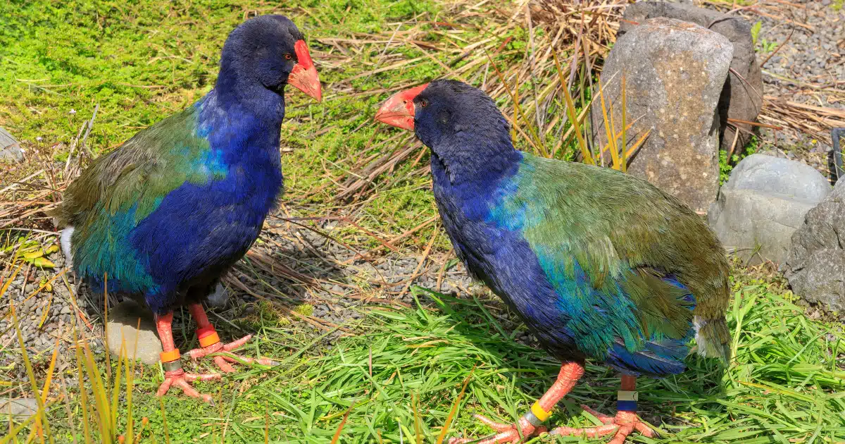 Recently Extinct Birds Human Impact On NZ Birds Measured In Millions