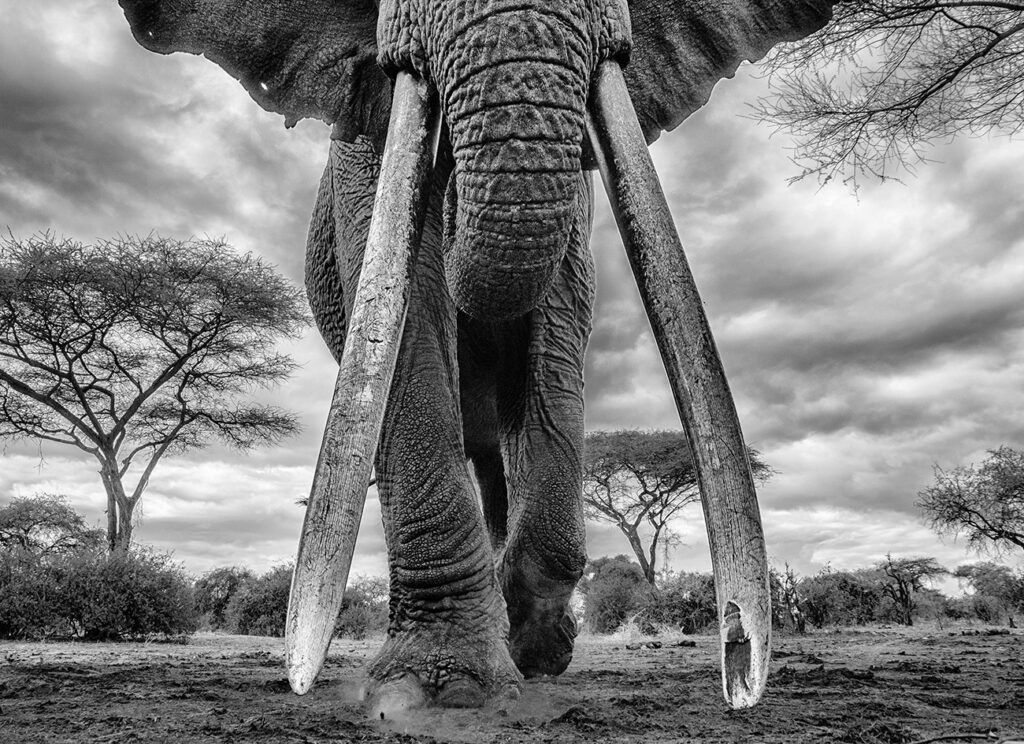 Photographer and Scientist Shares His Passion for Big Tusked Elephants
