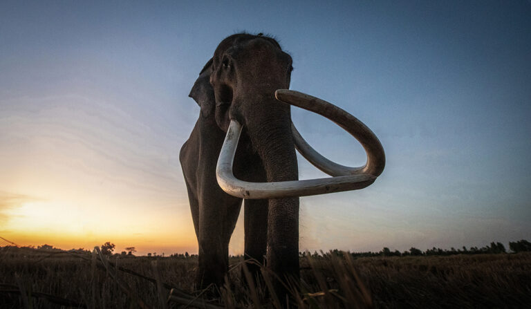 Photographer and Scientist Shares His Passion for Big Tusked Elephants