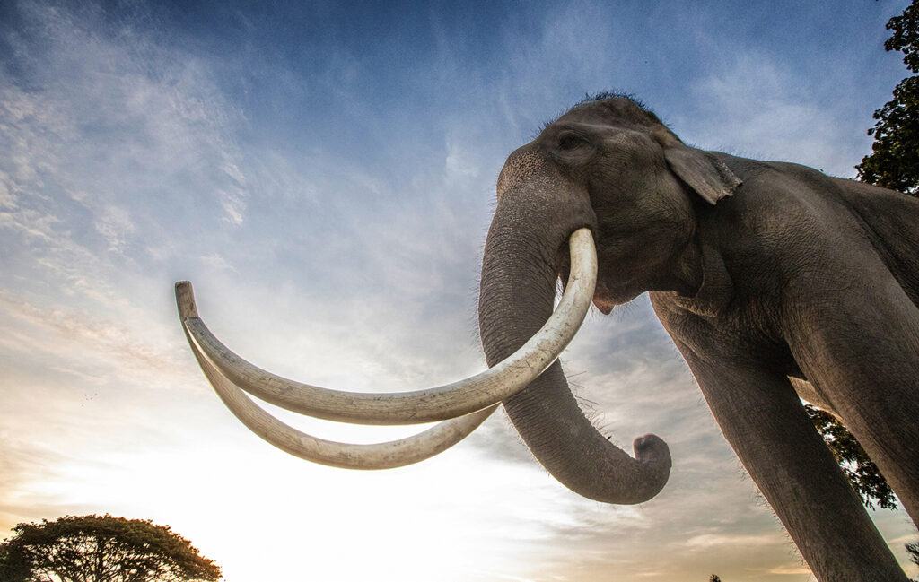 Photographer and Scientist Shares His Passion for Big Tusked Elephants