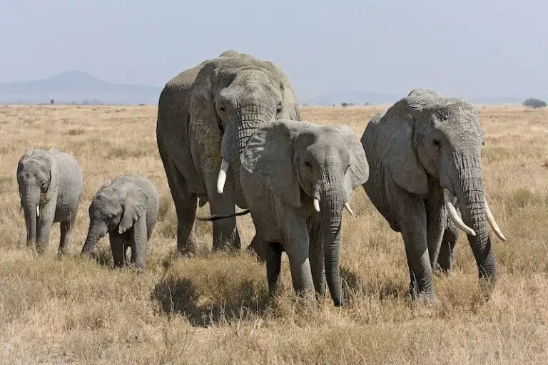 How Elephants Grieve as One of the World’s Smartest Animals